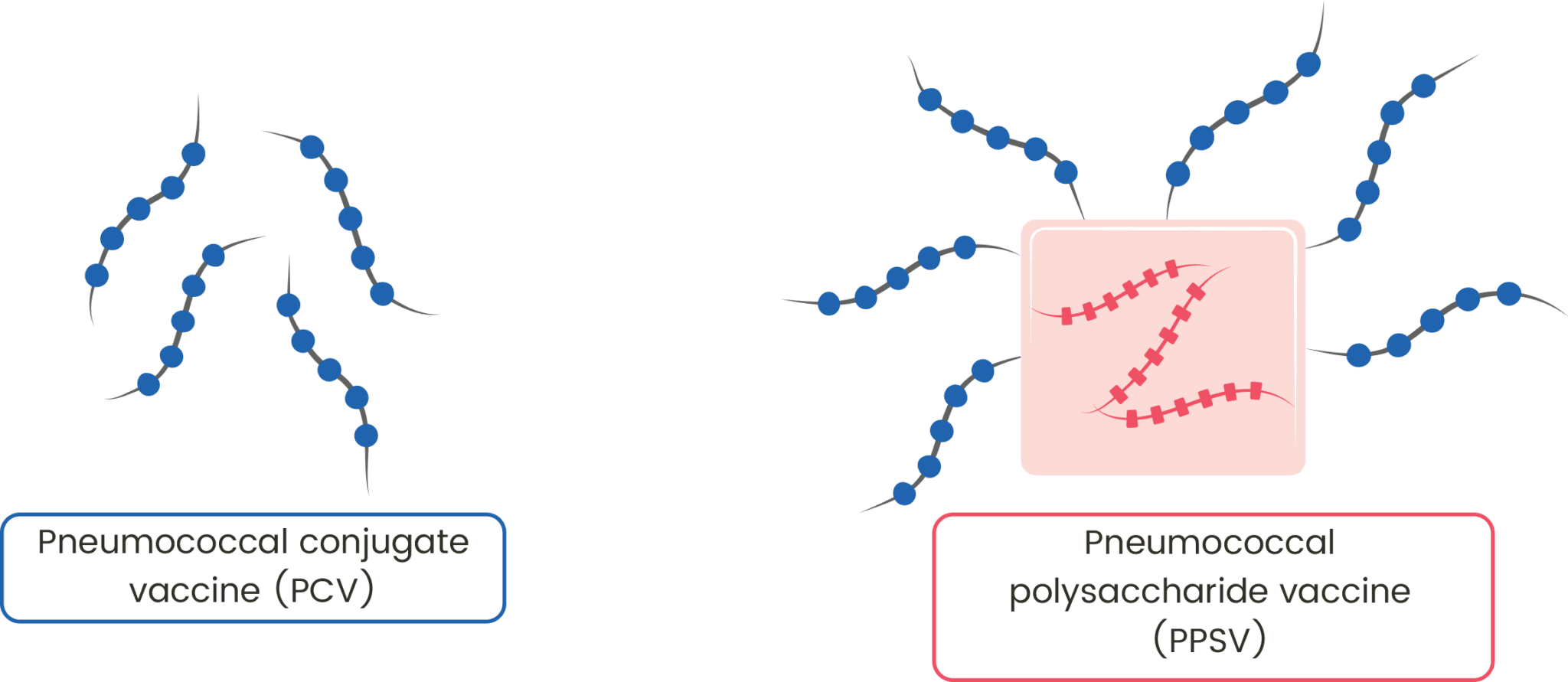 Protect Yourself From Pneumococcal Disease With Vaccination - Frontier ...